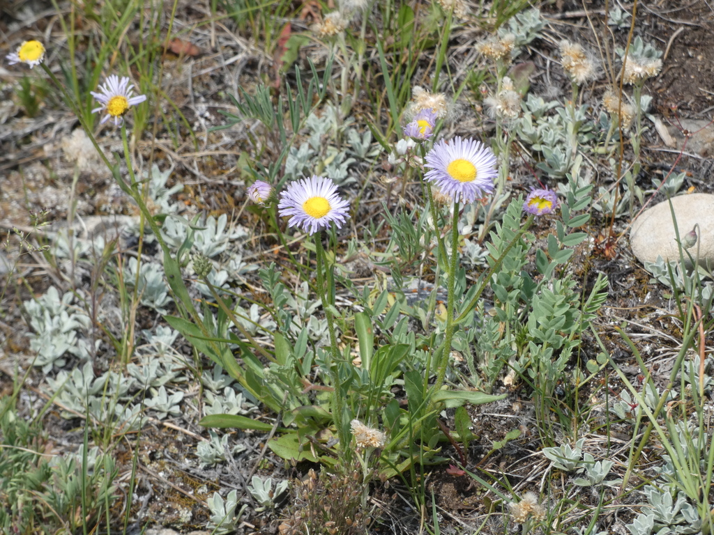 Smooth fleabane from Bighorn No. 8, AB, Canada on July 10, 2024 at 12: ...