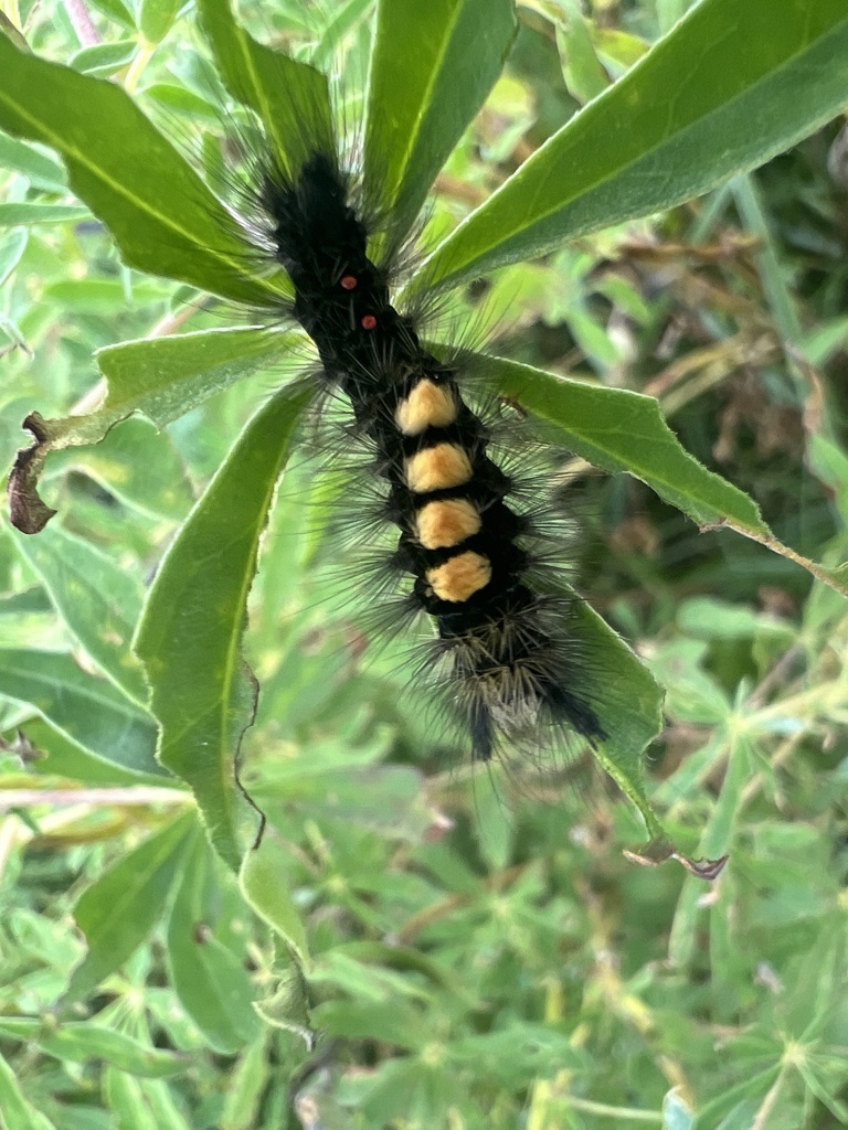 Rusty Tussock Moth from Iceland, Ölfus, Southern Region, IS on August ...