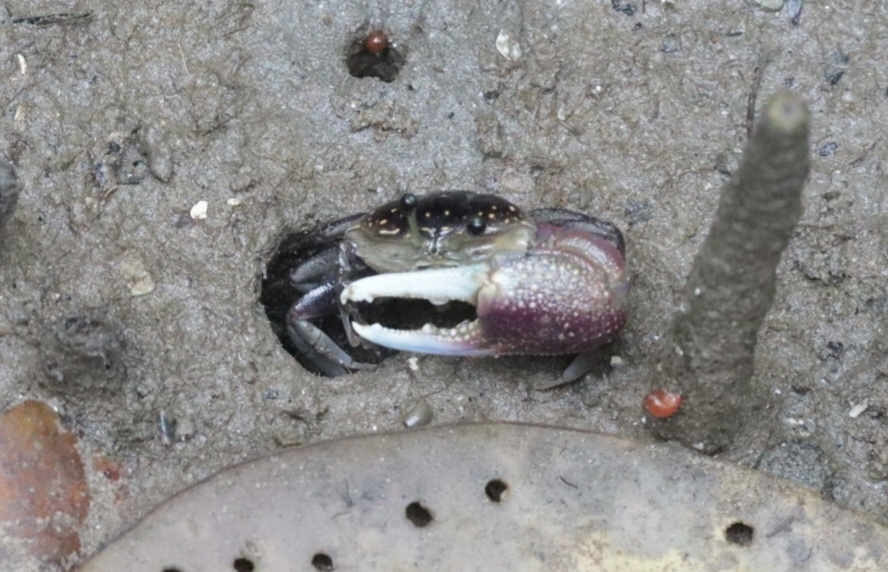 Forceps Fiddler Crab from Kuching, Sarawak, Malaysia on August 11, 2024 ...