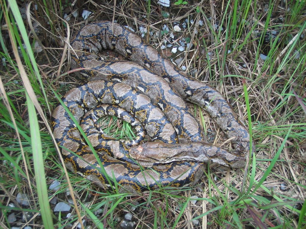 Reticulated Python from Dong Phayayen-Khao Yai Forest Complex, Khon ...
