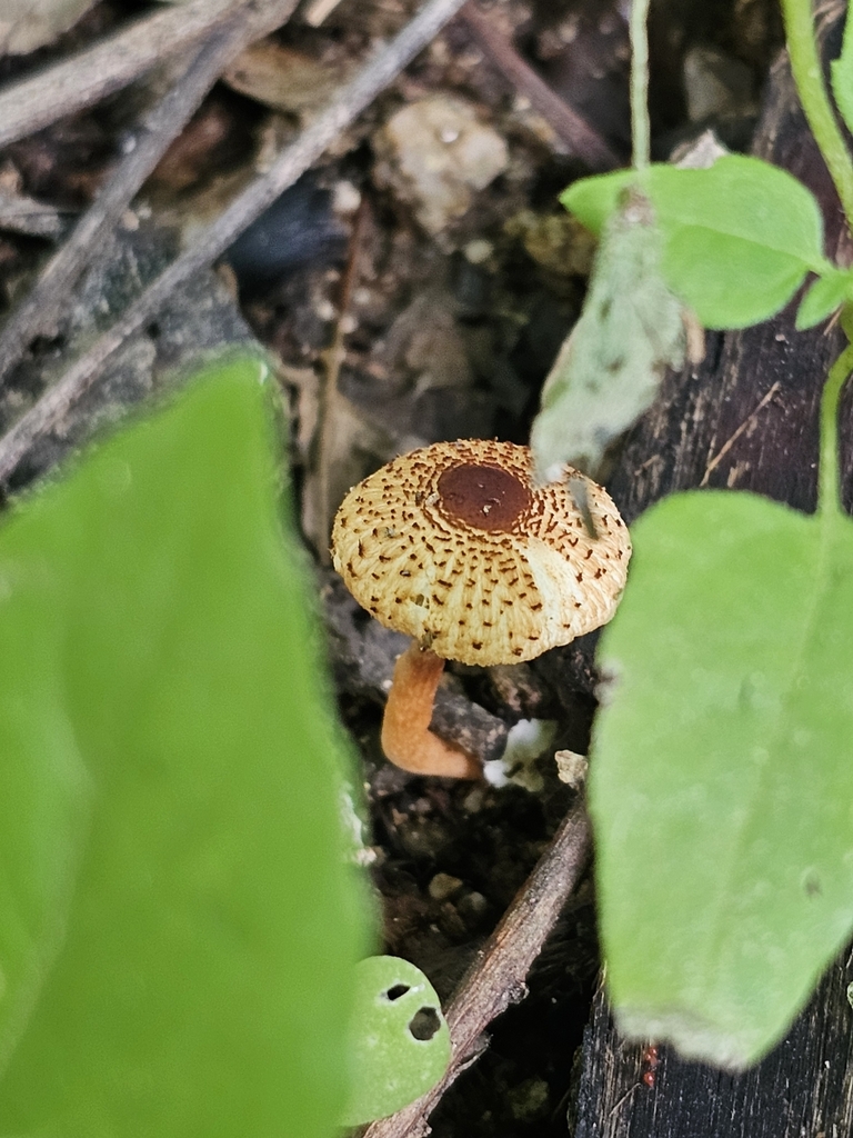 Chestnut Dapperling from 63717 Nay., México on August 11, 2024 at 02:08 ...