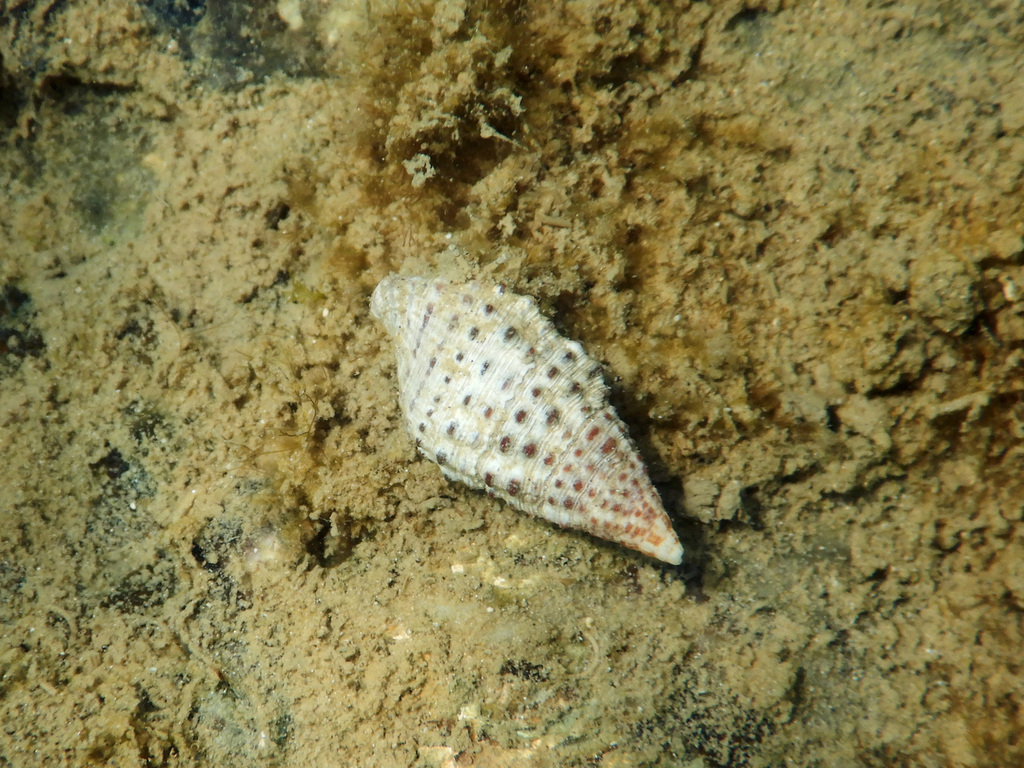 Clypeomorus petrosa from Magnetic Island, Queensland, Australia on ...