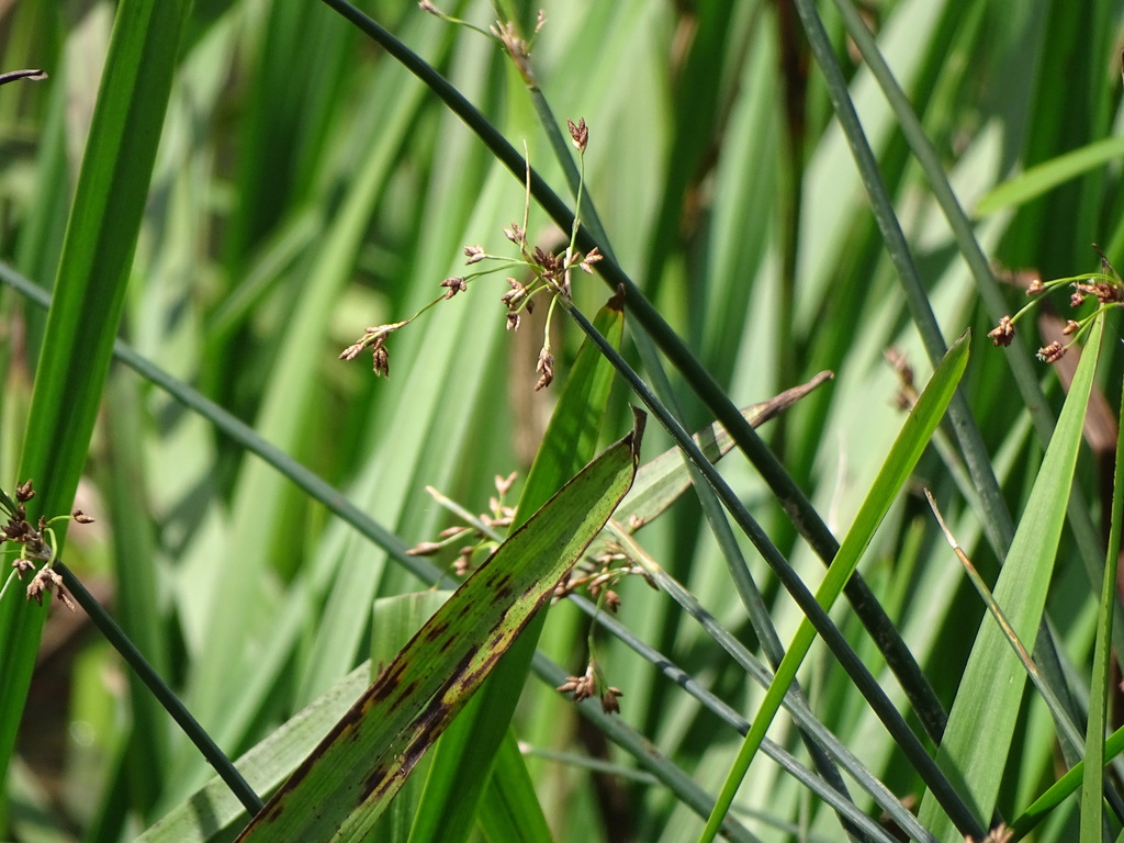 Common Club-rush from County Durham, UK on August 14, 2024 at 12:21 PM ...