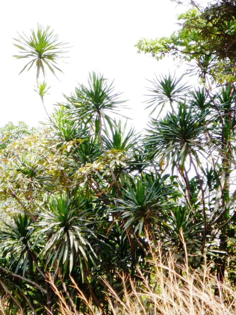 African Dragon Tree from Kérouané Prefecture, Guinee on February 11 ...