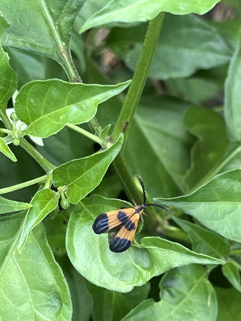 End Band Net-winged Beetle from Stillwater, PA, US on August 13, 2024 ...