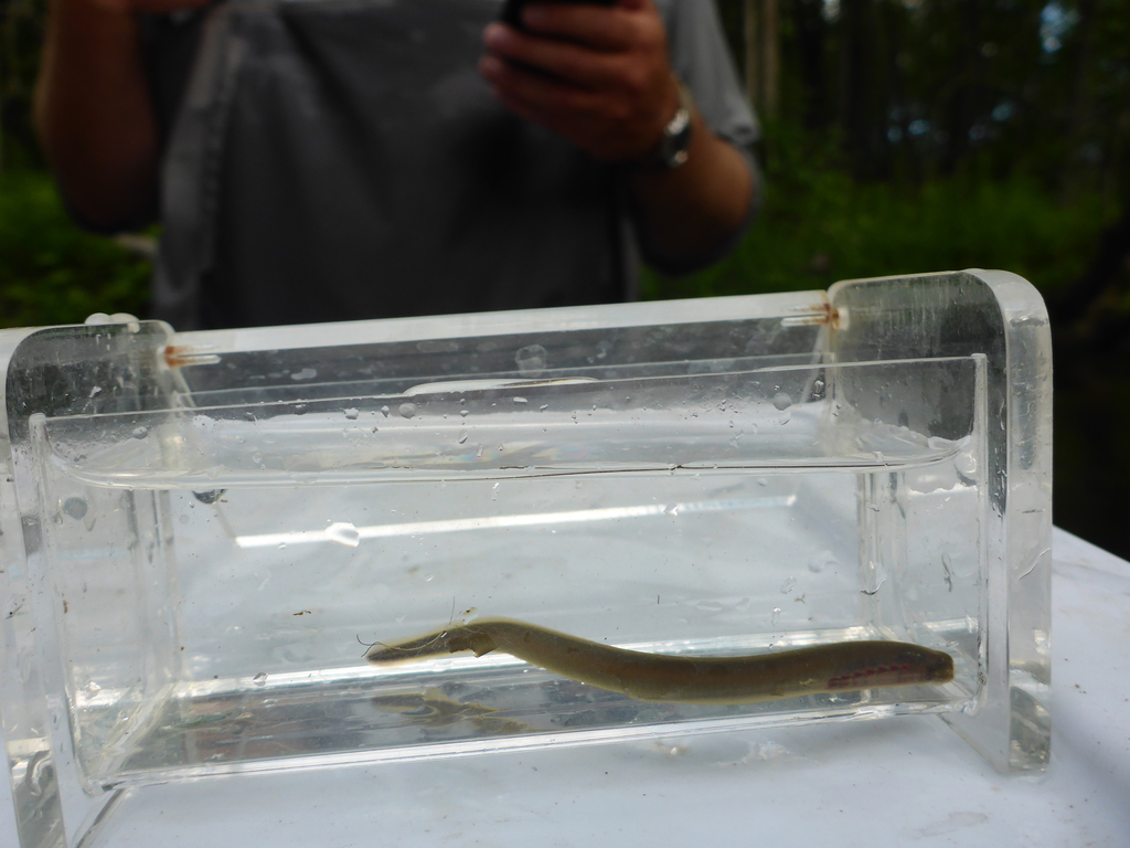 Chestnut Lamprey in July 2024 by Matthew Kvam · iNaturalist