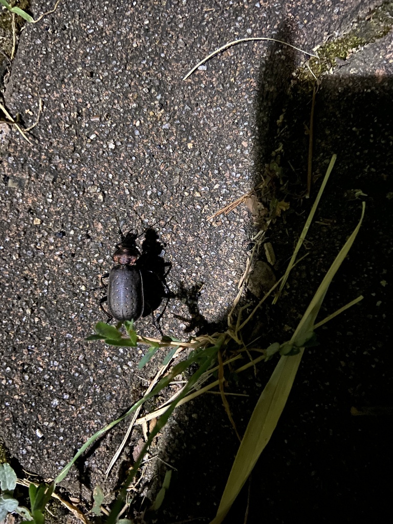 Calosoma chinense from 筑波大学 筑波キャンパス, つくば市, 茨城県, JP on August 14, 2024 ...