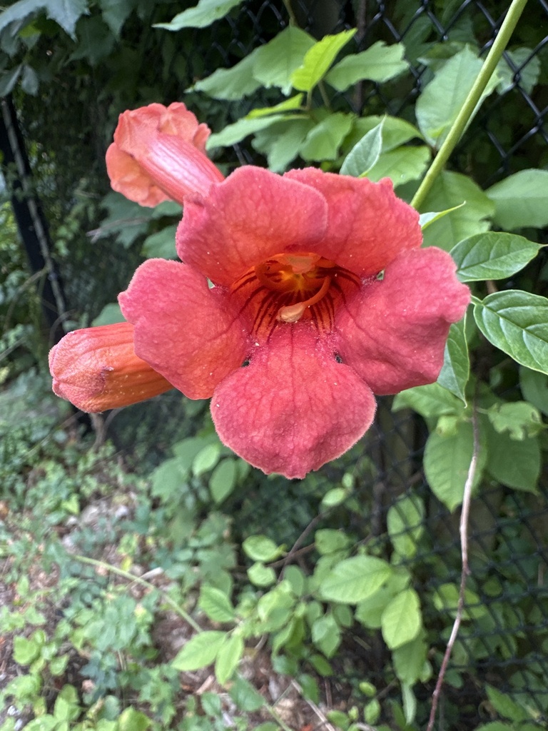 American trumpet vine from Sundial Cres, Hamilton, ON, CA on August 14 ...