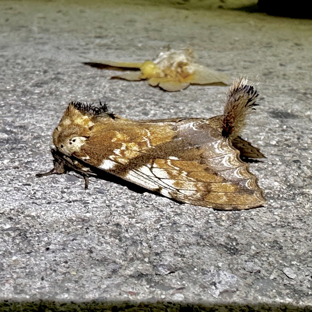 Dudusa from 平谷桃花海, 北京市, CN on July 6, 2024 at 10:33 PM by huxiaosheng ...