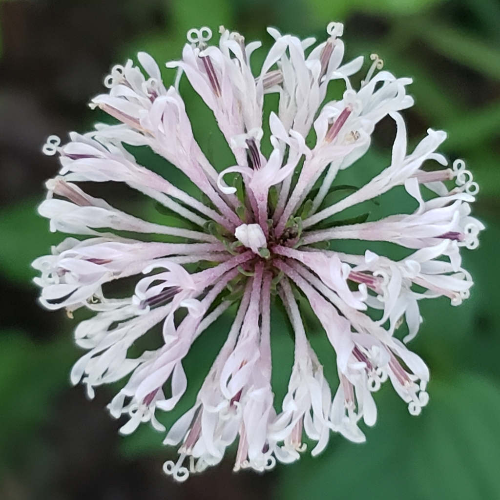 Broadleaf Barbara's-buttons from Lake, MS 39092, USA on June 13, 2019 ...