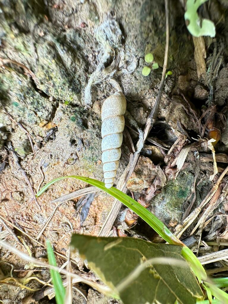 Awl Snails and Allies from San Vicente de Chucurí, Santander, Colombia ...