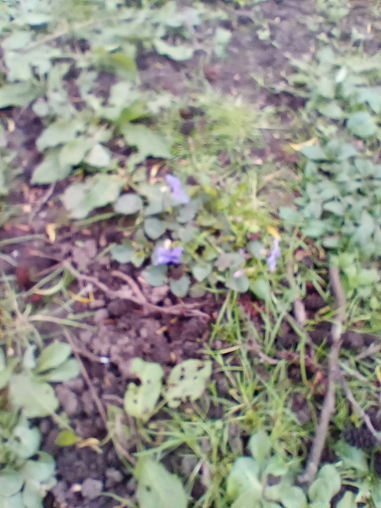 common dog-violet from Eric Milner-White Court, Heslington, York YO10 ...