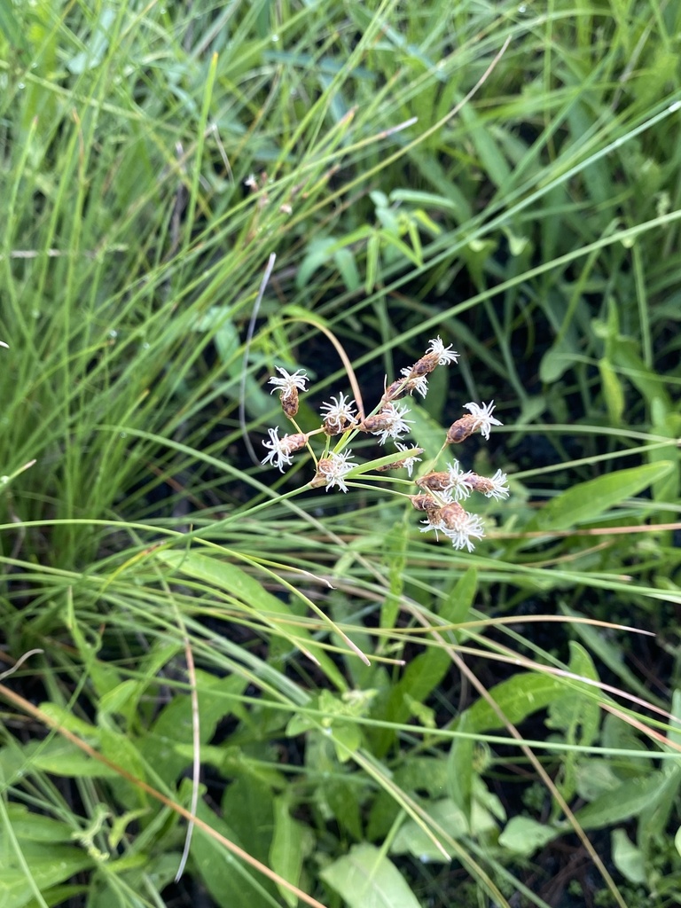 Fringe Rush from Perico Island, Bradenton, FL, US on August 14, 2024 at ...