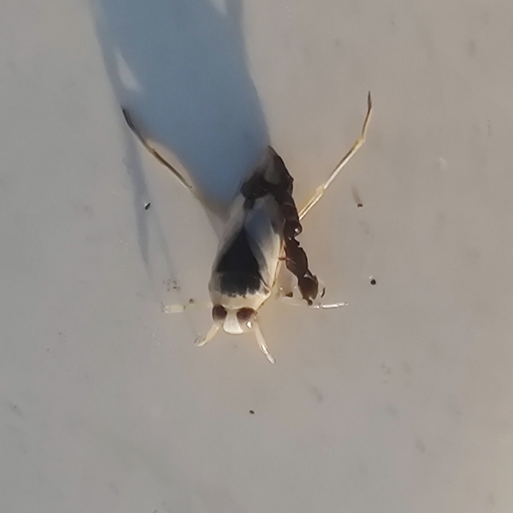 Grousewinged Backswimmer from Vermilion Township, OH, USA on August 13 ...