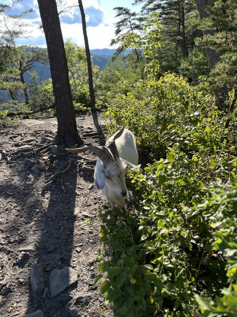 Domestic Goat from New River Gorge National Park and Preserve, Edmond ...