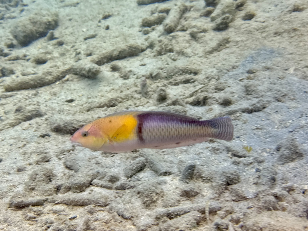 Yellowhead Wrasse from Fuik Baai, CW on July 7, 2024 at 11:23 AM by bob ...