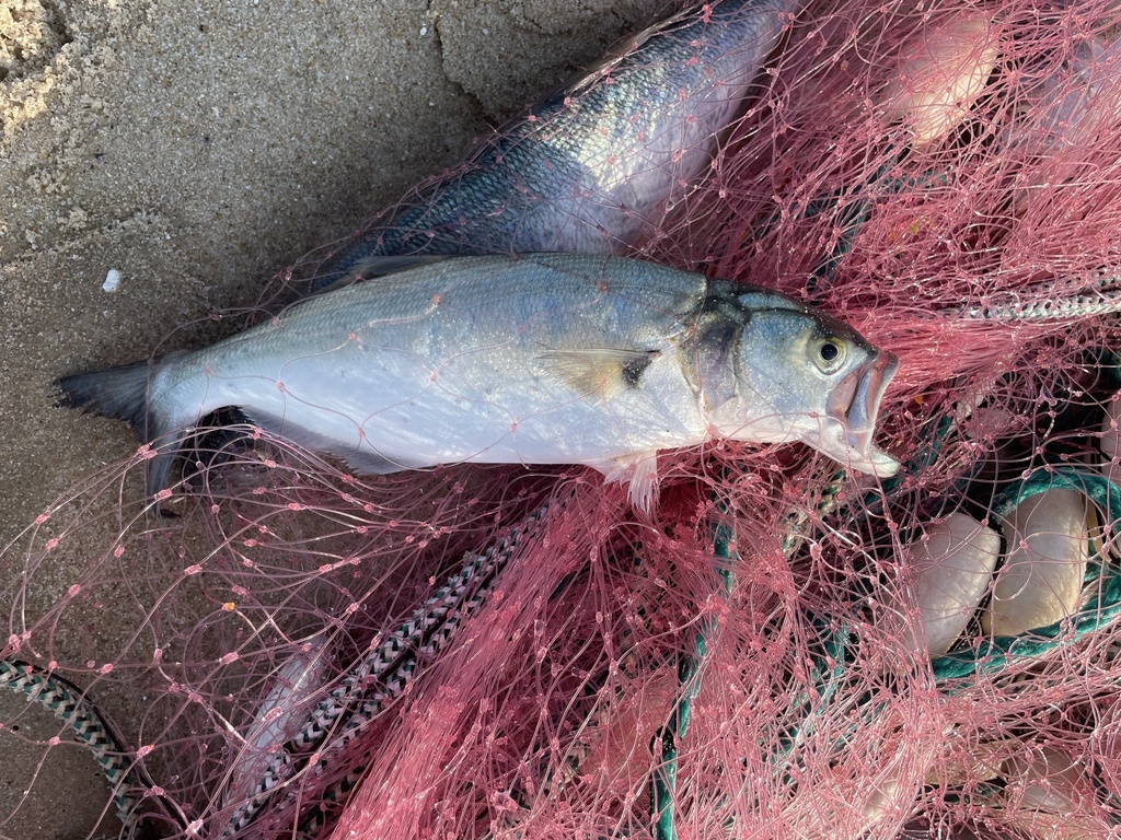 Bluefish from North Atlantic Ocean, MD, US on August 14, 2024 at 07:56 ...
