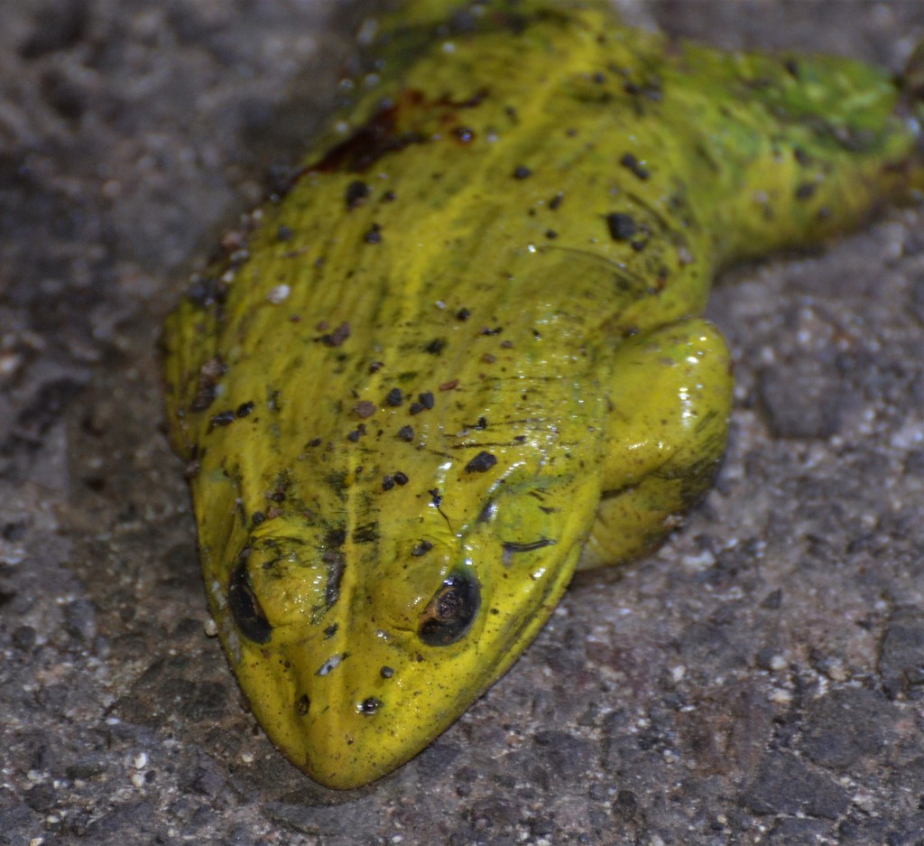 Indus Valley Bullfrog from Havelock, Andamanen und Nikobaren, Indien on ...