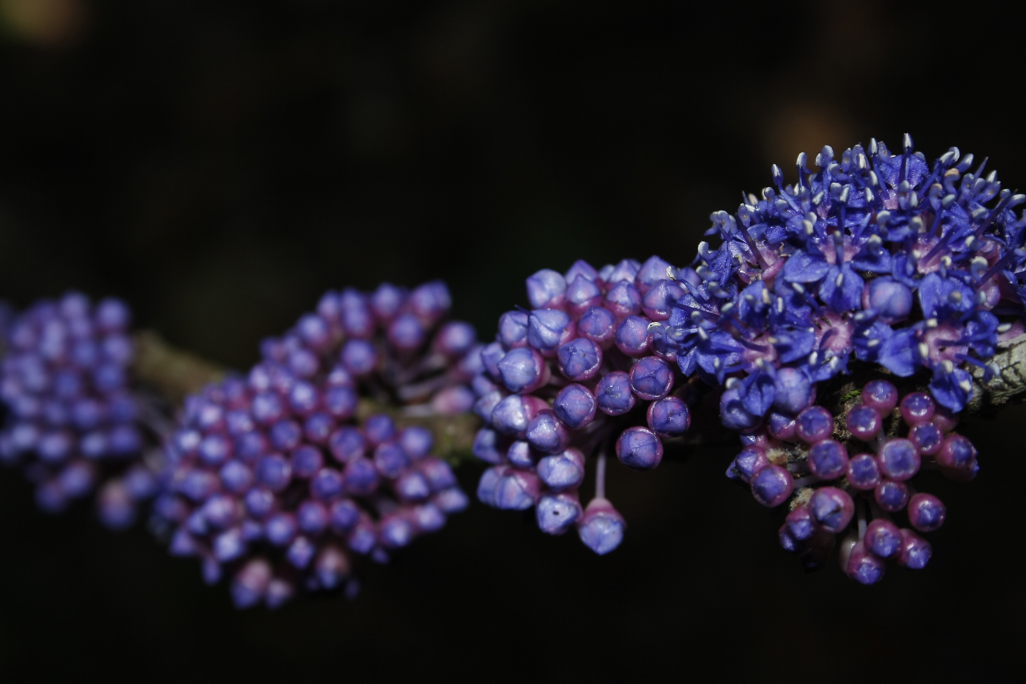 Memecylon randeriana S.M.Almeida & M.R.Almeida