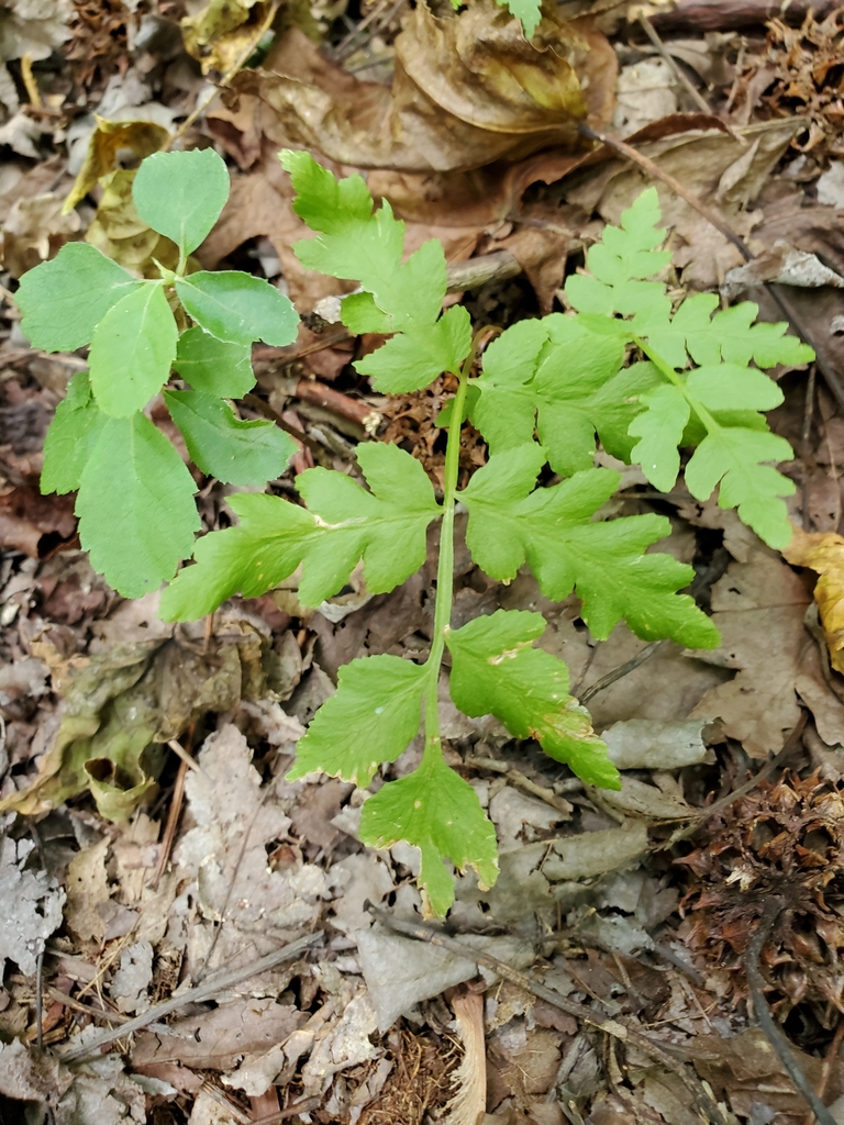 leathery grapefern from South Ave/Opp 1000 South Ave, Mid Island, NY ...