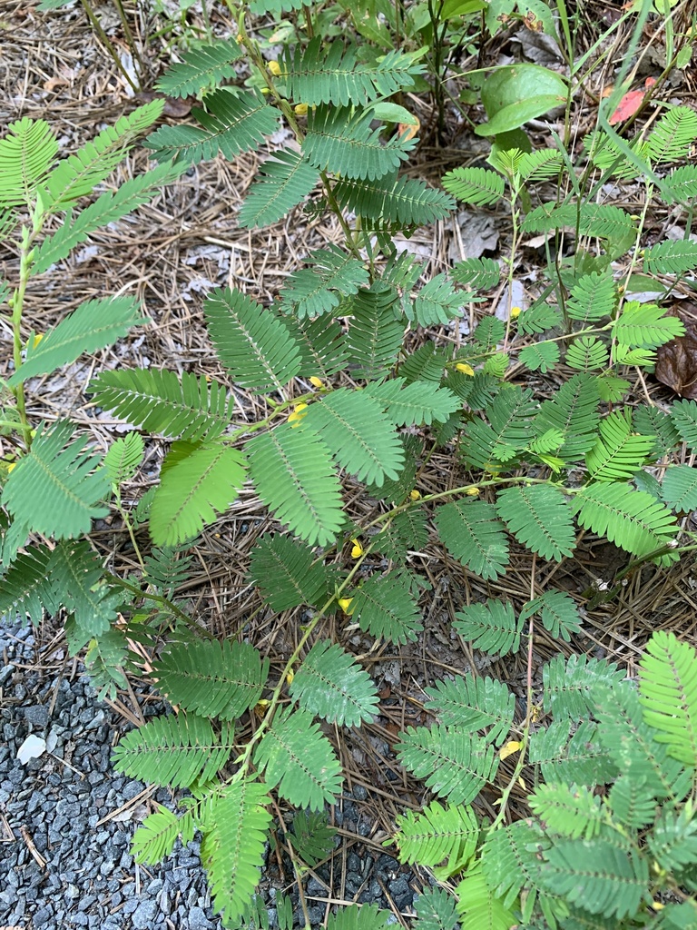 sensitive pea from Chincoteague National Wildlife Refuge, VA, US on ...