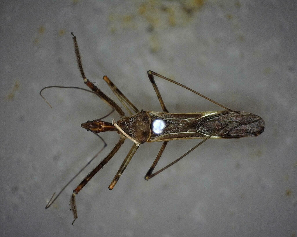 Four-spurred Assassin Bug from Kimble County, TX, USA on July 30, 2024 ...