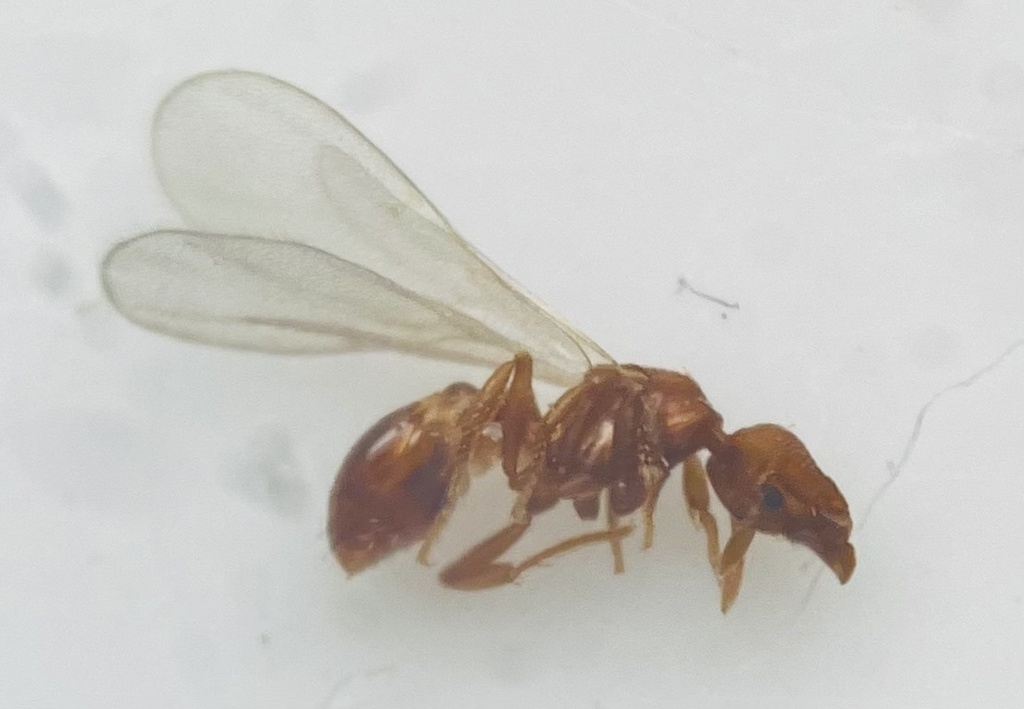 Mustache and Pygmy Snapping Ants in July 2024 by tako_ant · iNaturalist