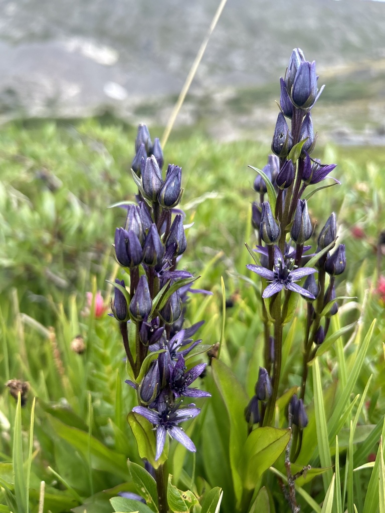 felwort from White River National Forest, Breckenridge, CO, US on ...