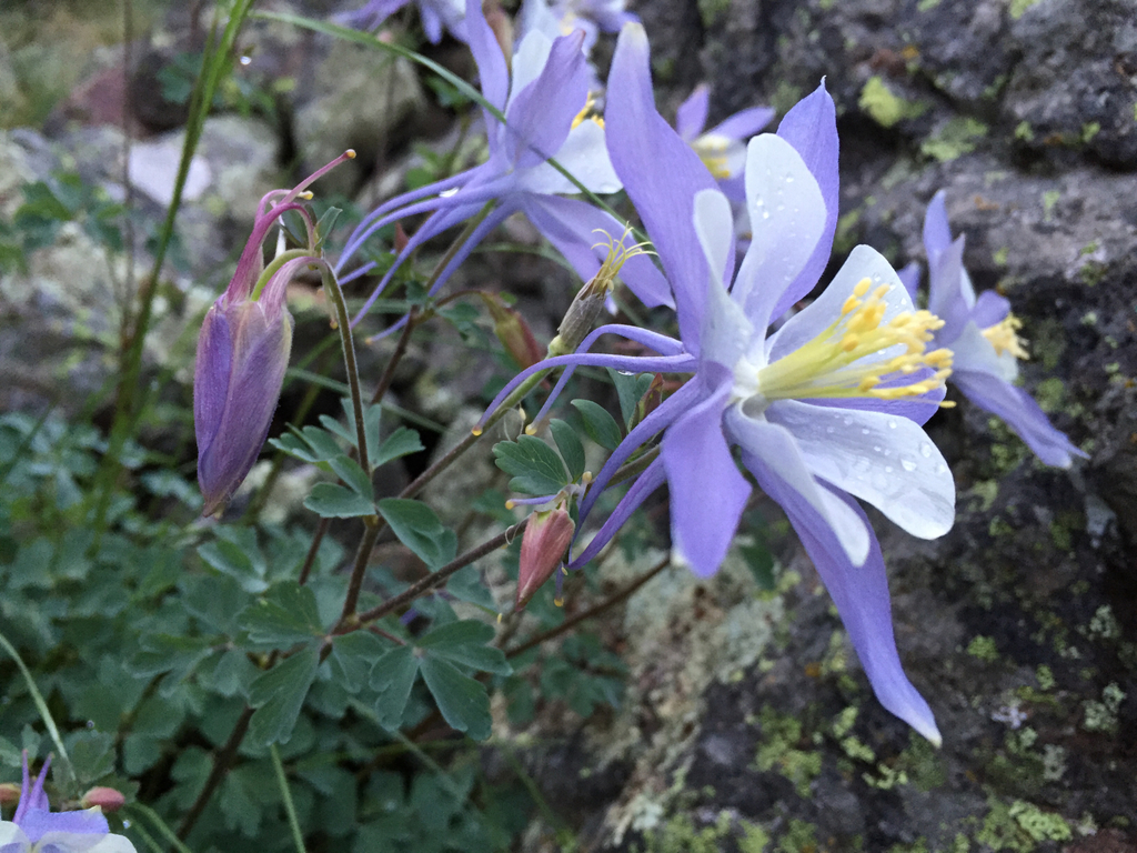 blue columbine (Aquilegia coerulea) - Botanical Realm