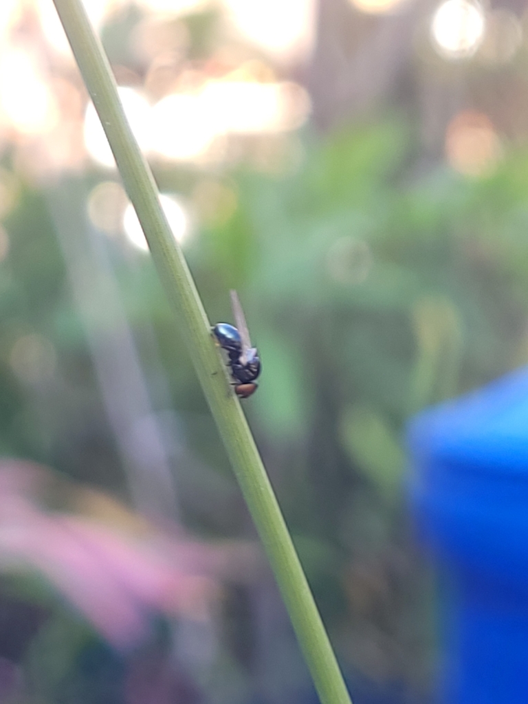 Lonchaea in August 2024 by Alexander Peñaflor · iNaturalist