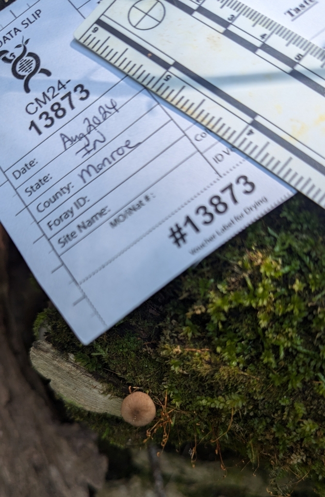 Pluteus seticeps from Washington Township, IN, USA on August 14, 2024 ...