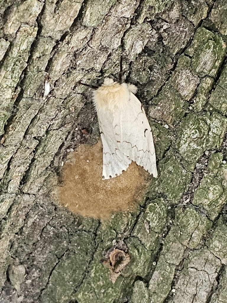 Spongy Moth from PRITCHARD at MUD, Hamilton, ON L8J 1R8, Canada on ...