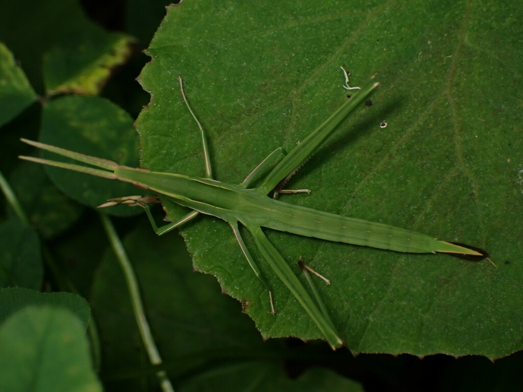 Oriental Longheaded Locust from Midori Ward, Yokohama, Kanagawa, Japan ...