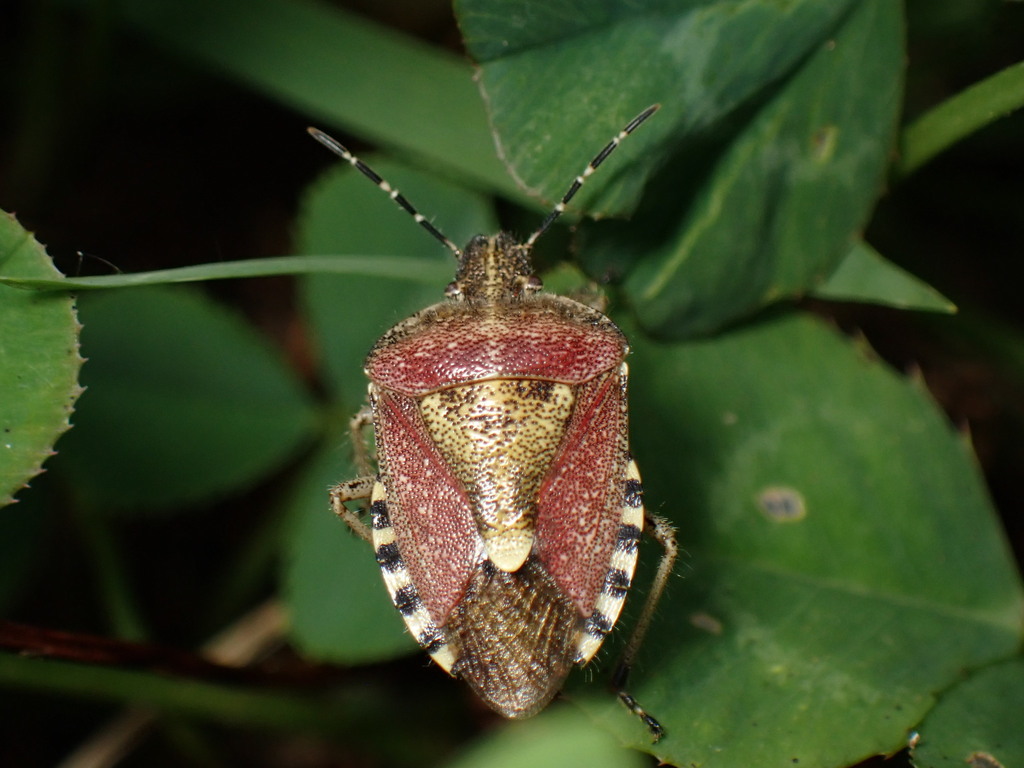 Sloe Bug from Midori Ward, Yokohama, Kanagawa, Japan on July 11, 2024 ...