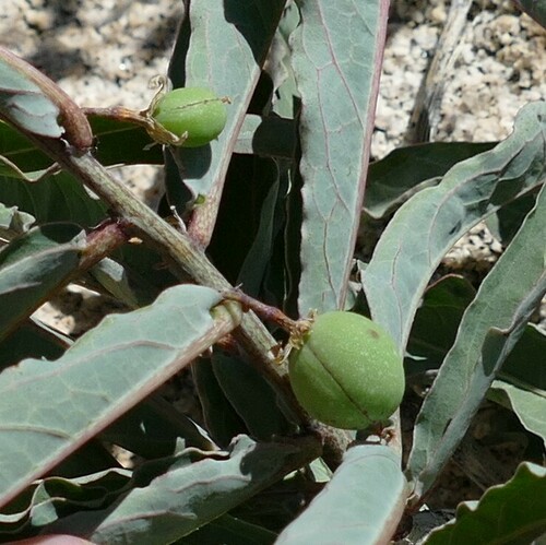 Adenia repanda · Naturalista Costa Rica