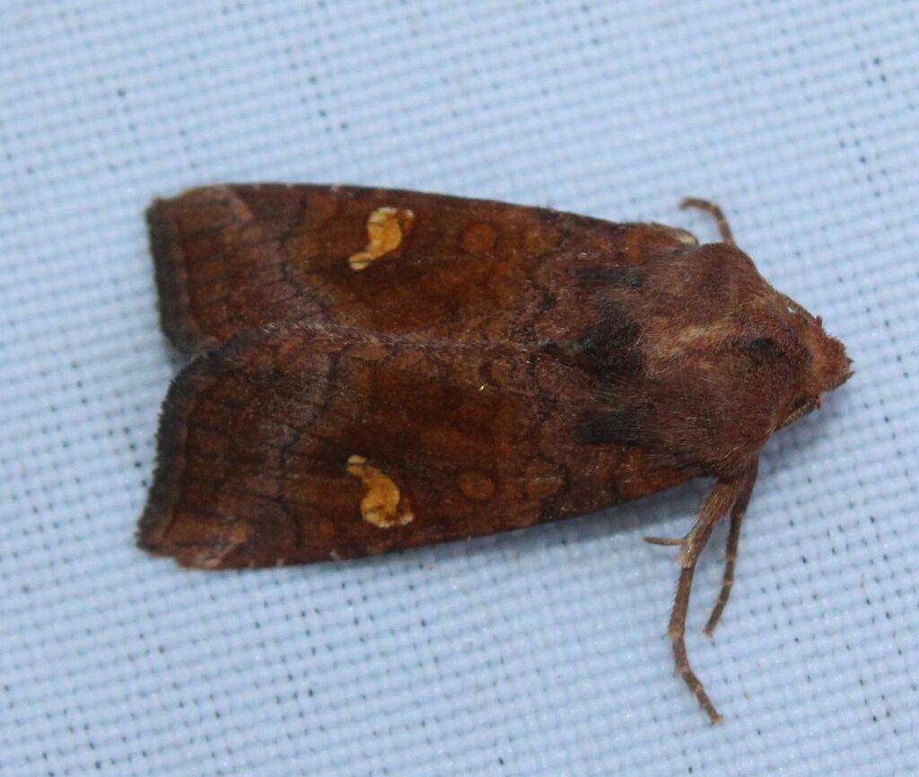 Ear Moths from Minard, Argyll on August 14, 2024 at 07:45 AM by Andrew ...