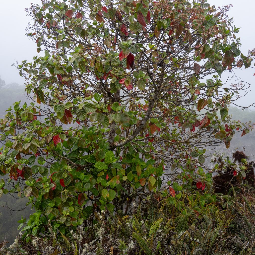 red cinchona from Santa Cruz, Ecuador on August 5, 2024 at 09:02 AM by ...