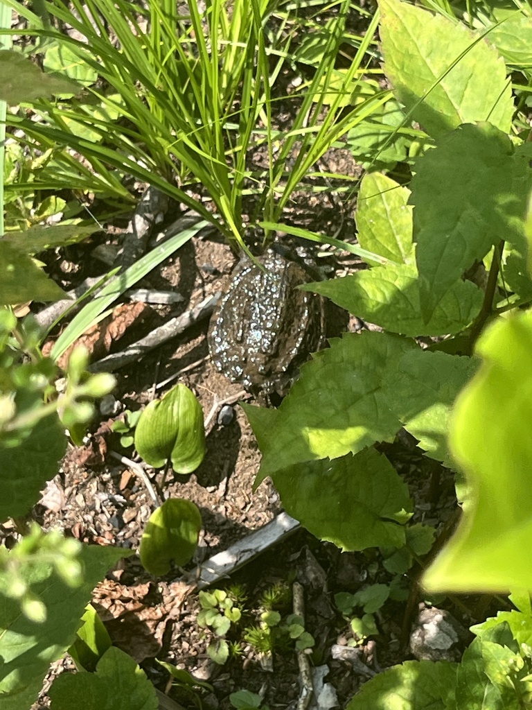 Common Snapping Turtle from E Main St, Branford, CT, US on August 14 ...