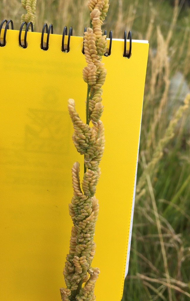 american slough grass (Plants of Mueller State Park) · iNaturalist