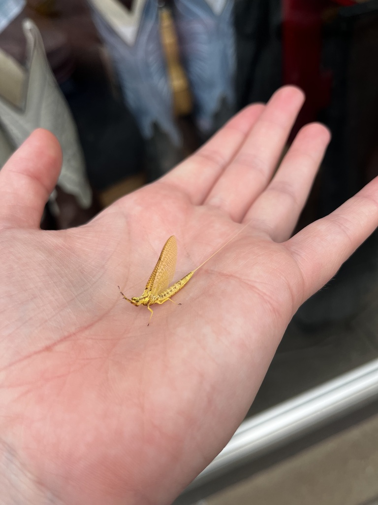 Giant Mayfly from Poyntz Ave, Manhattan, KS, US on August 14, 2024 at ...