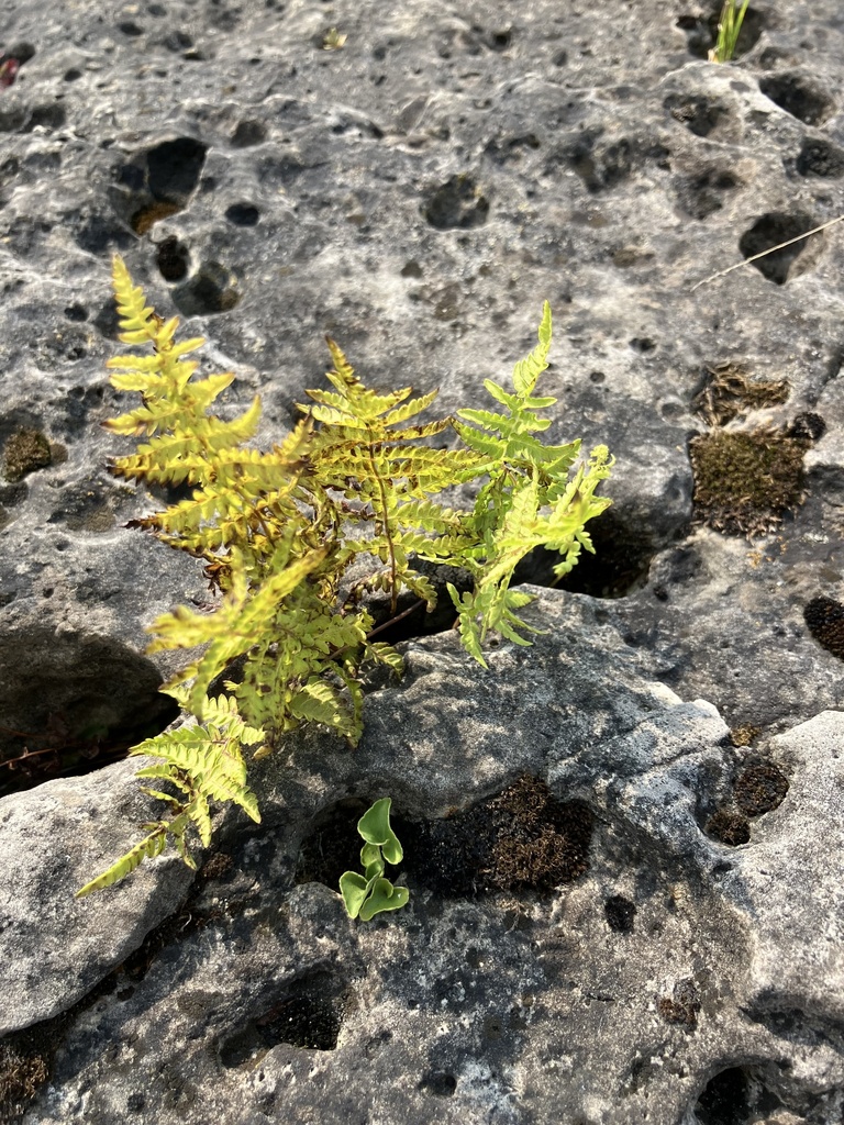 ferns from Lake Huron, South Bruce Peninsula, ON, CA on August 13, 2024 ...