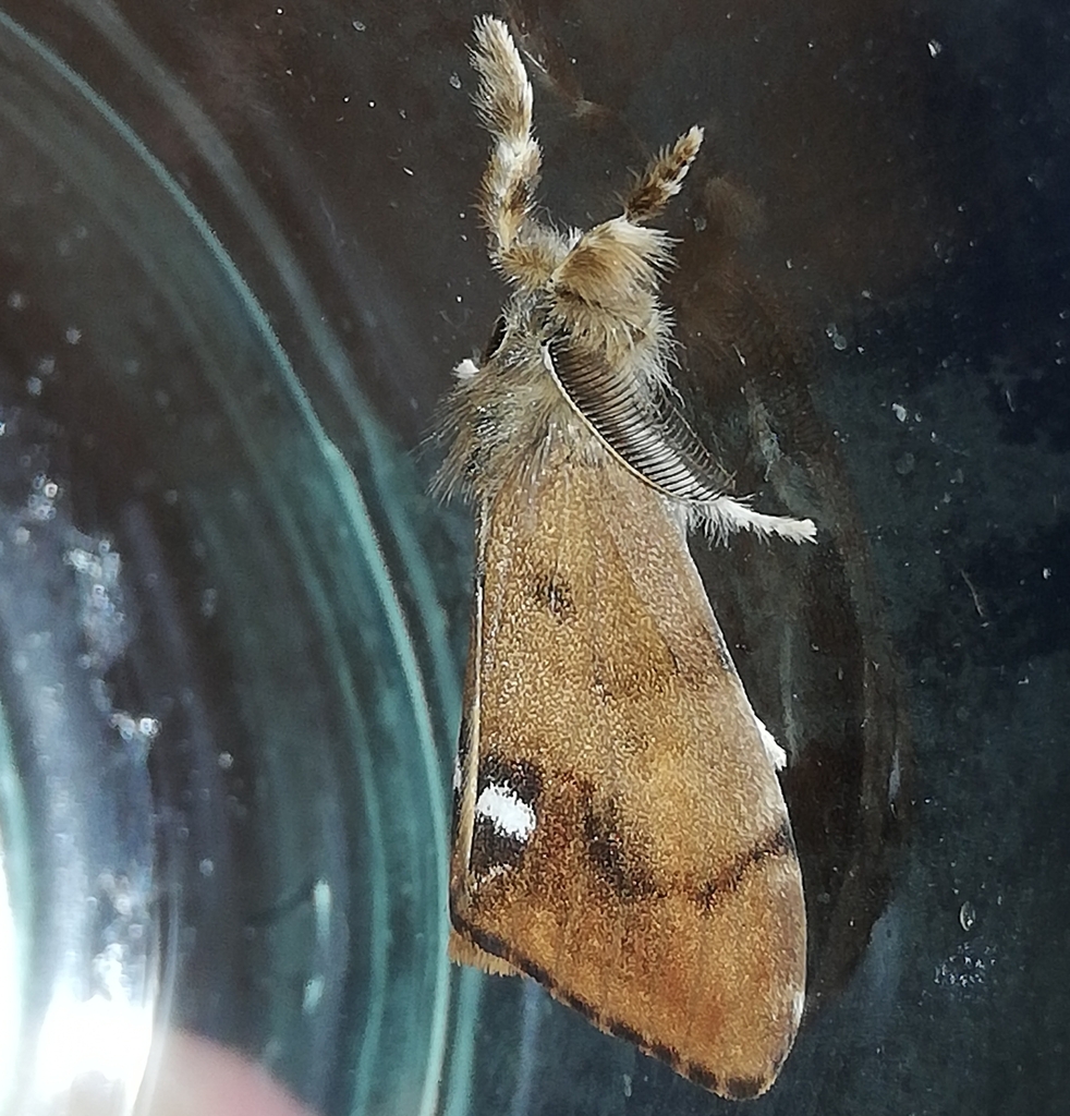Rusty Tussock Moth from 06 Ballenstedt, Germany on August 14, 2024 at ...