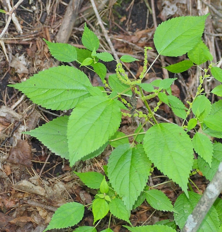 false nettle from Tweed, ON, Canada on August 14, 2024 at 09:30 AM by ...