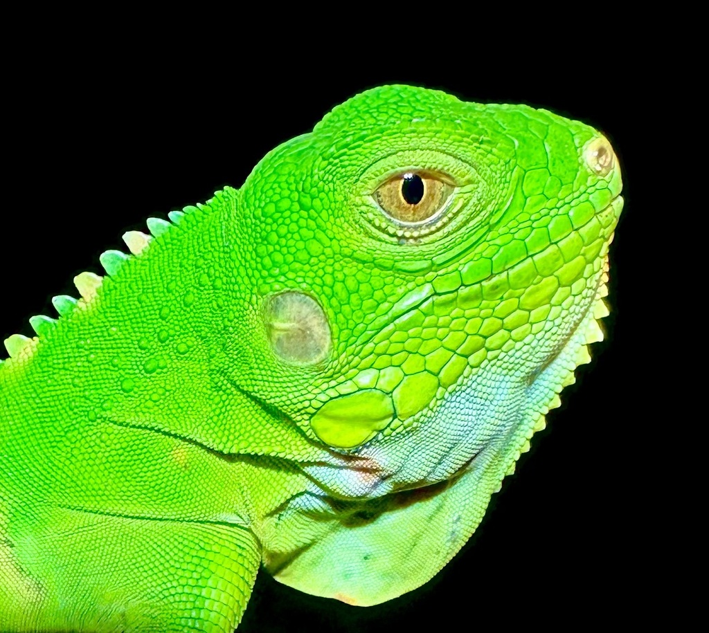 Green Iguana in February 2024 by Benjamin German, MD · iNaturalist