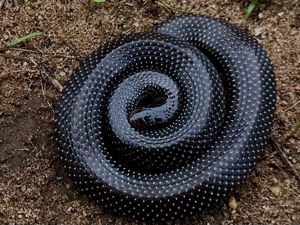 Ghana Shovel-snout in June 2024 by Benjamin German, MD · iNaturalist