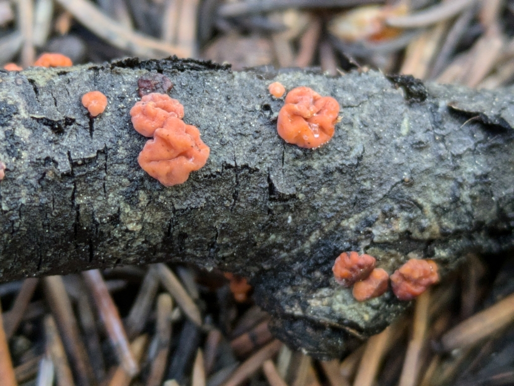 Red Tree Brain Fungus from Mountain Village, CO 81435, USA on August 14 ...