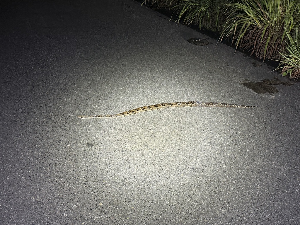 Central American Boa in August 2024 by Benjamin German, MD · iNaturalist