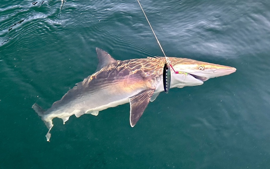 Pacific Sharpnose Shark from Gulf of California, MX on August 8, 2024 ...