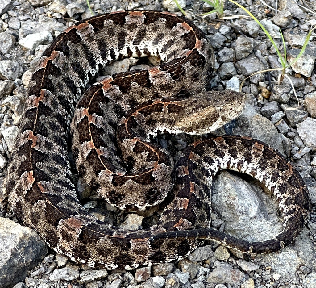 Slender Hognose Viper in August 2024 by Benjamin German, MD · iNaturalist