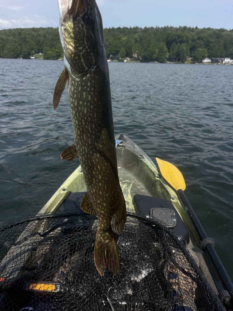 Northern Pike from Bradley Brook Reservoir, Eaton, NY, US on August 14 ...